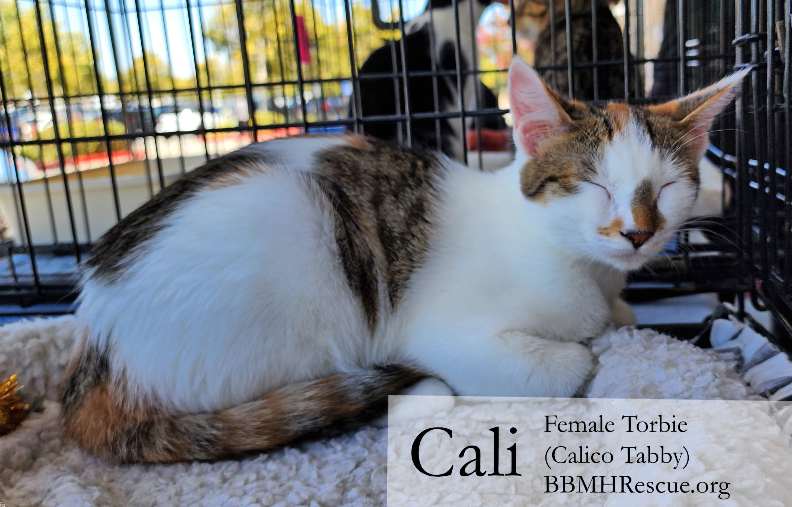 Cali Calico Tabby or Torbie Kitten for Adoption - BBMHR